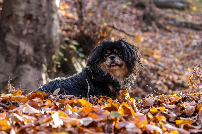 西藏小猎犬jpg格式图片下载 熊猫办公