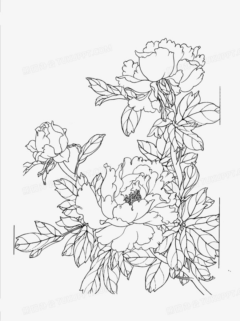 牡丹花白描PNG图片素材下载 牡丹花PNG 熊猫办公