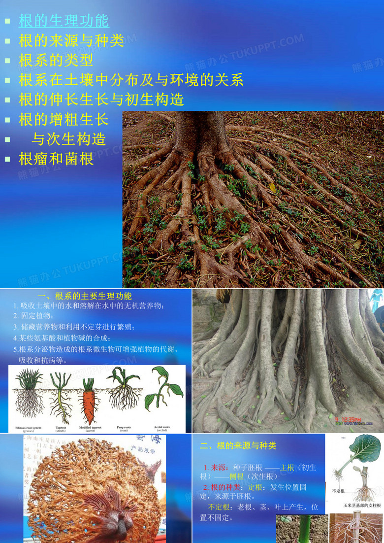 种子植物的营养器官PPT模板下载 编号lynaevkq 熊猫办公