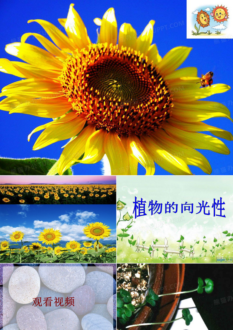 植物的向光性PPT模板下载 编号qeogmjeq 熊猫办公