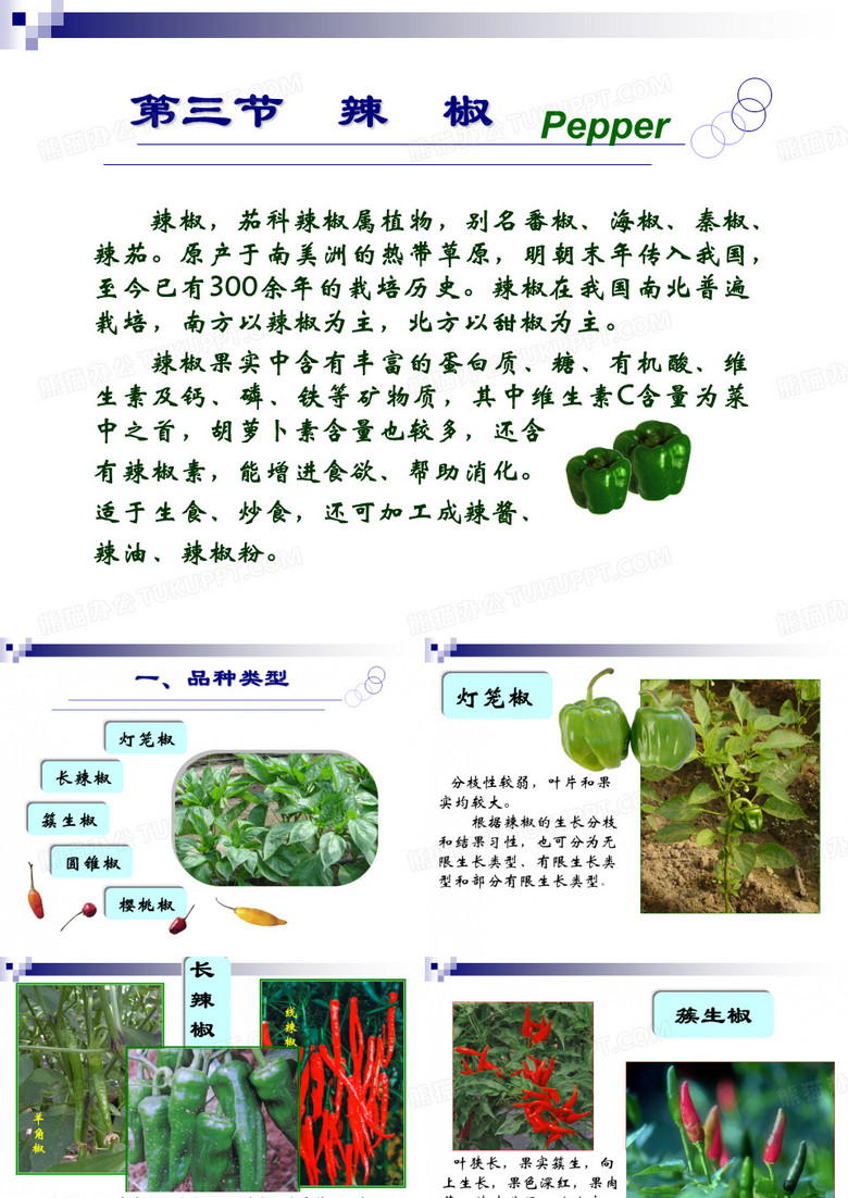 辣椒分类PPT模板下载 编号qkagwxzq 熊猫办公