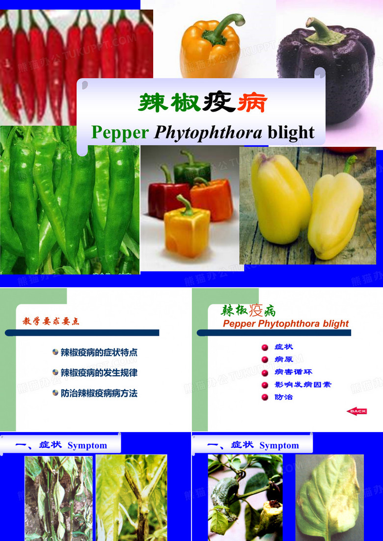 辣椒疫病PPT模板下载 编号lwjrmabq 熊猫办公