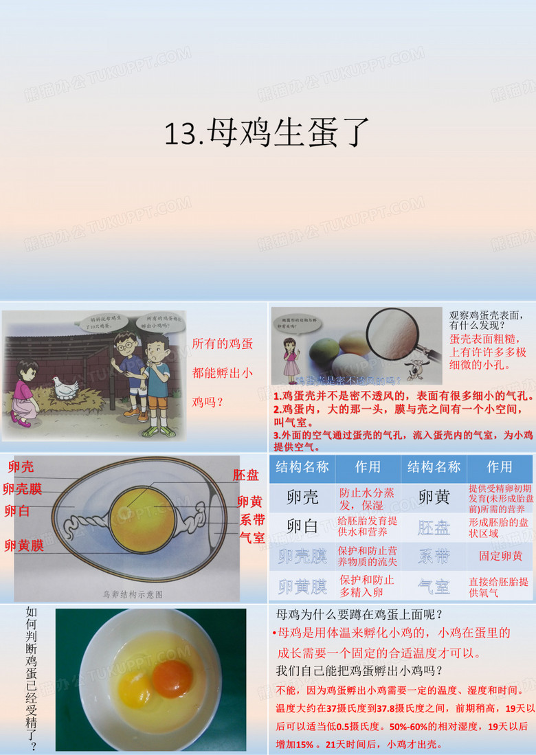母鸡生蛋了PPT模板下载 编号qojyejwl 熊猫办公