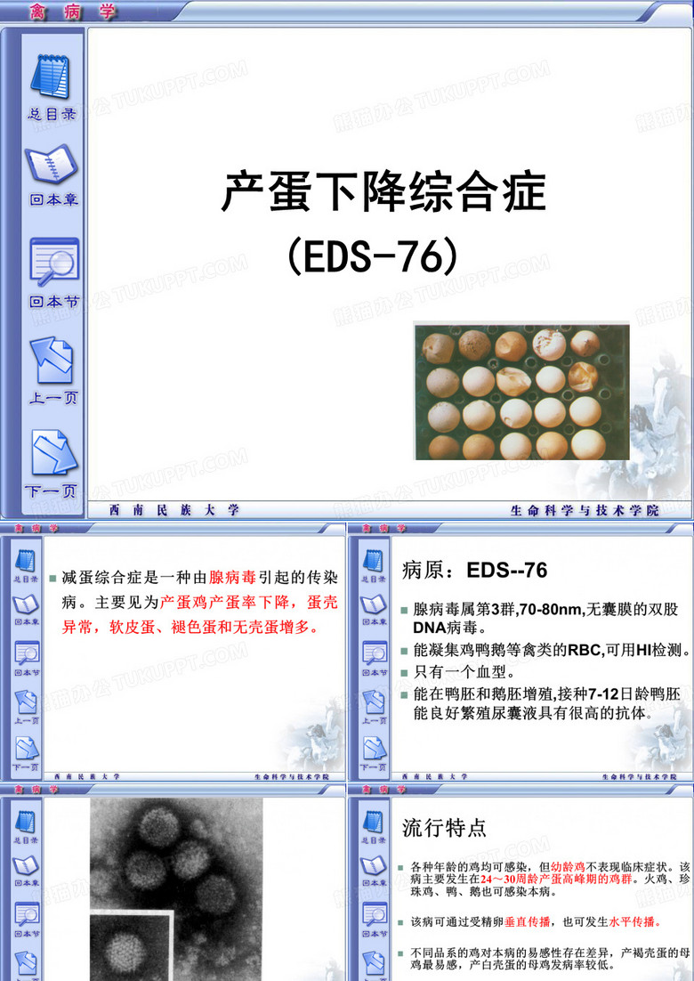 产蛋下降综合症PPT模板下载 编号ljvyngdo 熊猫办公