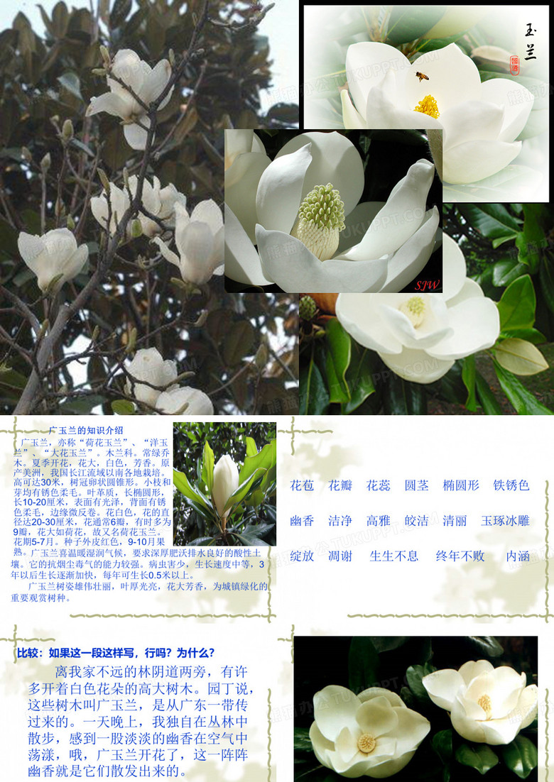 广玉兰花PPT模板下载 编号qxnzjjjg 熊猫办公