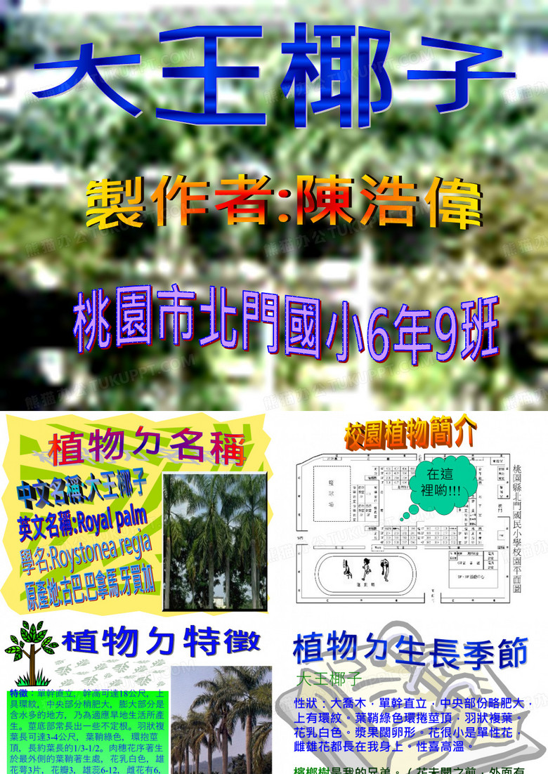 大王椰子 PPT模板下载 编号lopzmdkd 熊猫办公
