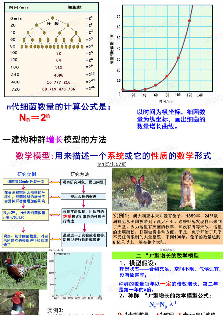 根据种群增长的s型曲线课件PPT模板下载 编号lmdmppbw 熊猫办公