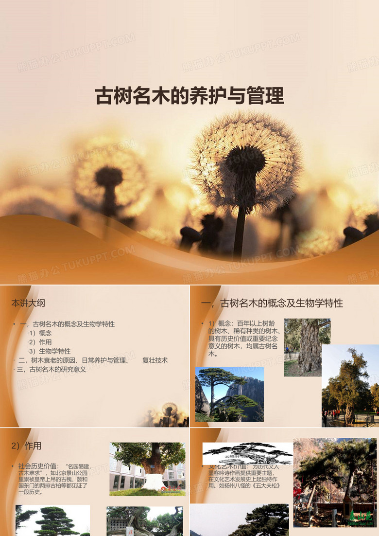 古树名木的养护与管理PPT模板下载 编号lybrypvk 熊猫办公