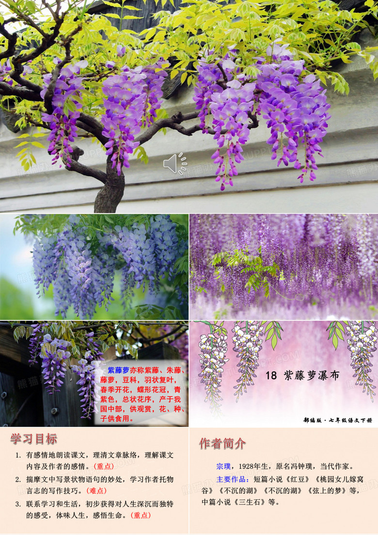 18紫藤萝瀑布PPT模板下载 编号qkpvvkre 熊猫办公
