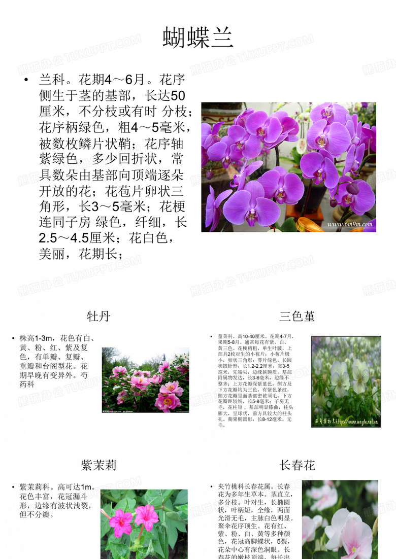 花卉植物介绍PPT模板下载 编号qpxremng 熊猫办公