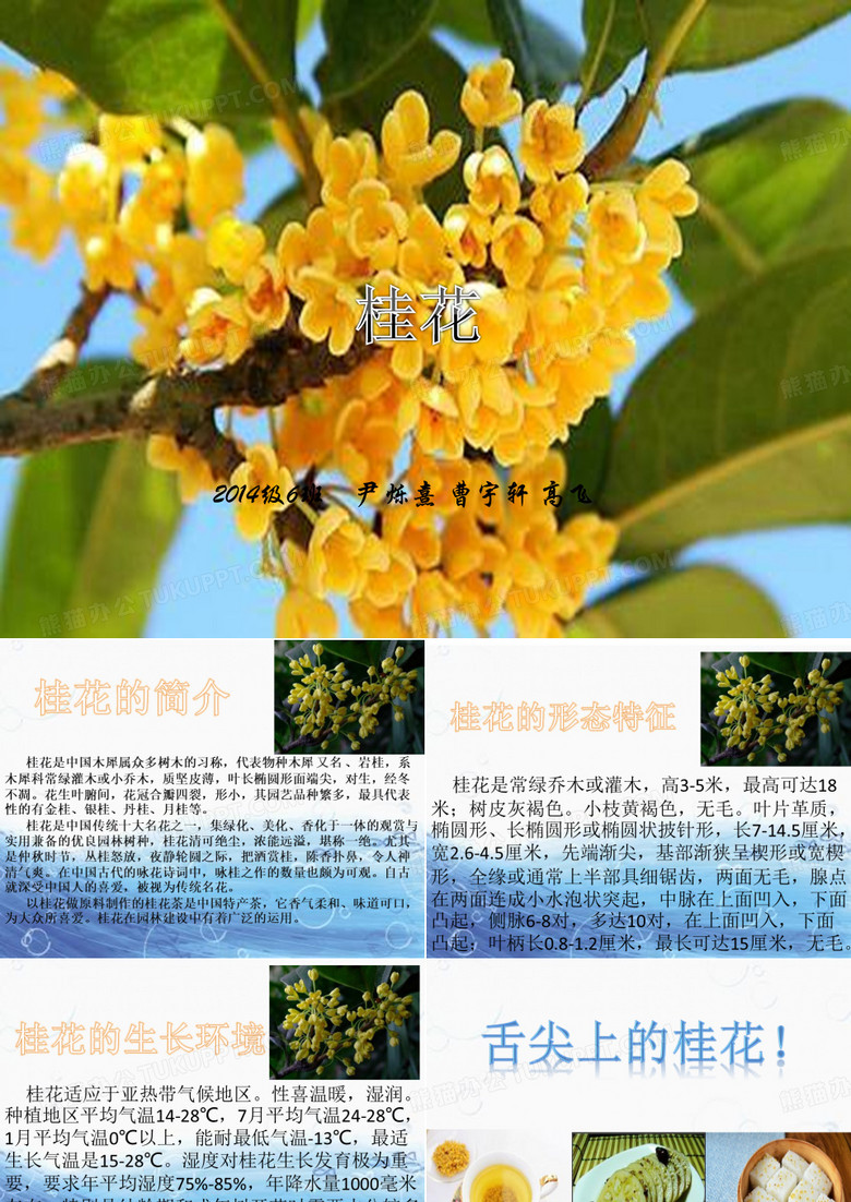 舌尖上的桂花及桂花简介PPT模板下载 编号lwkkrmpp 熊猫办公