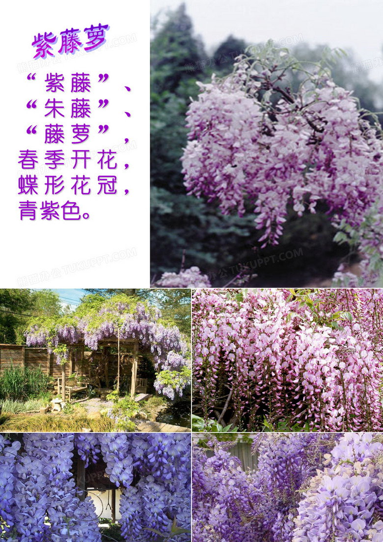 紫藤萝瀑布PPT模板下载 编号lgprnagk 熊猫办公