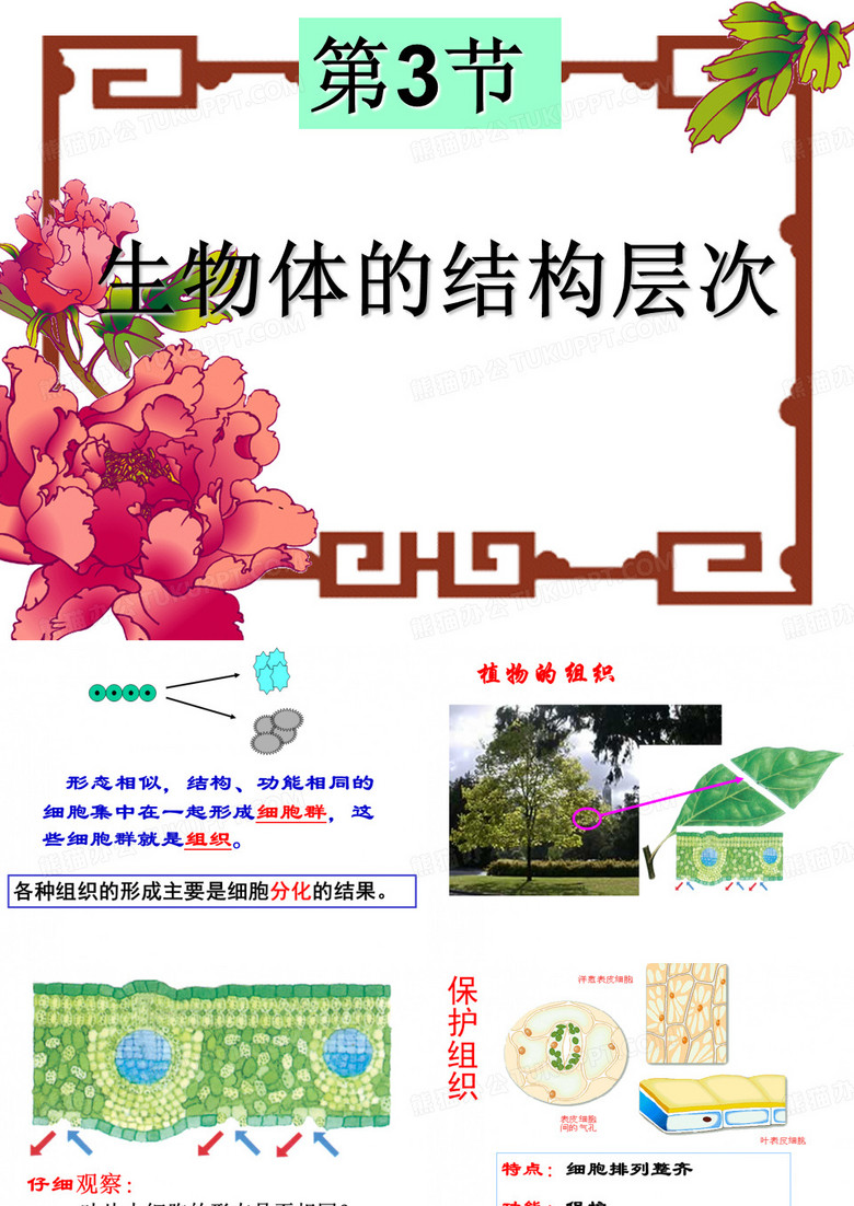 生物体的结构层次PPT模板下载 编号qnrbvkjz 熊猫办公