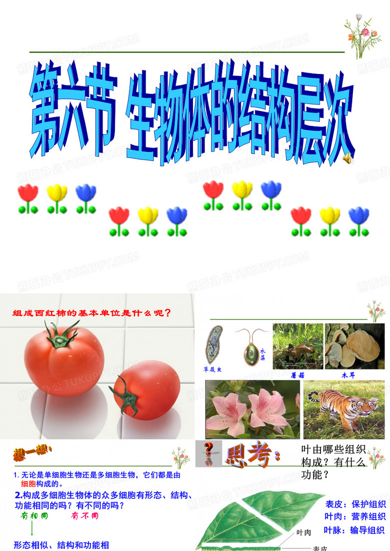 生物体的结构层次PPT模板下载 编号qznabxpw 熊猫办公