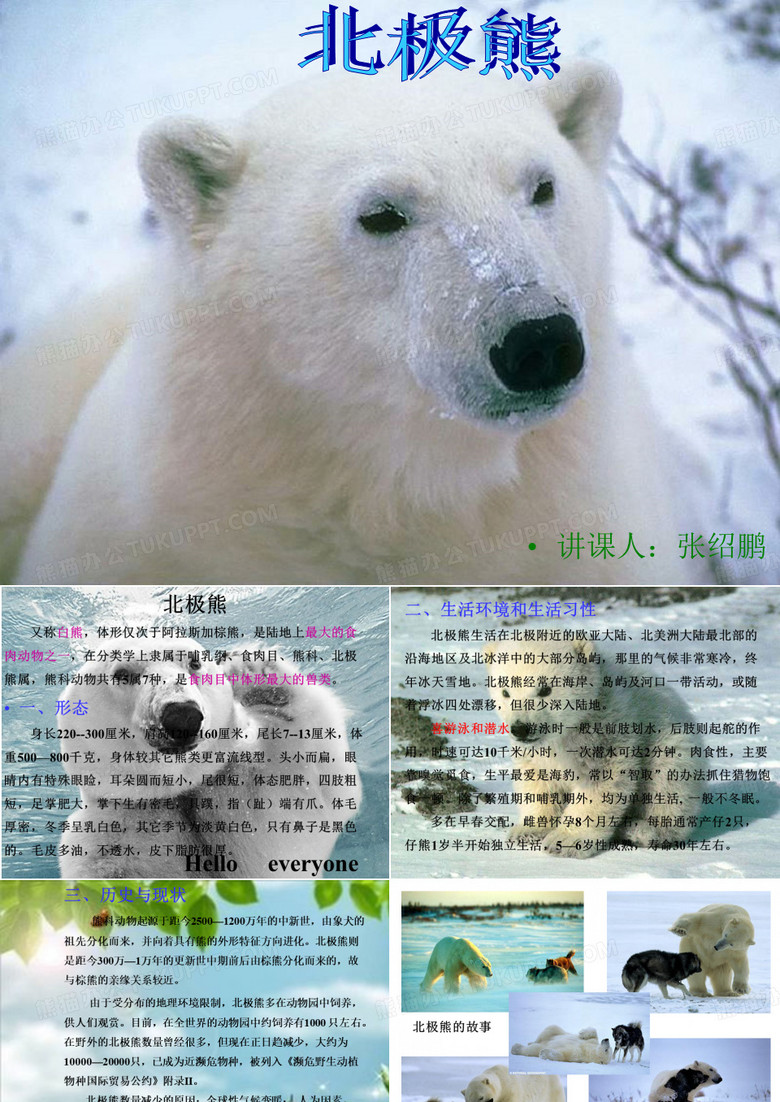 北极熊PPT模板下载 编号lkpypjgd 熊猫办公