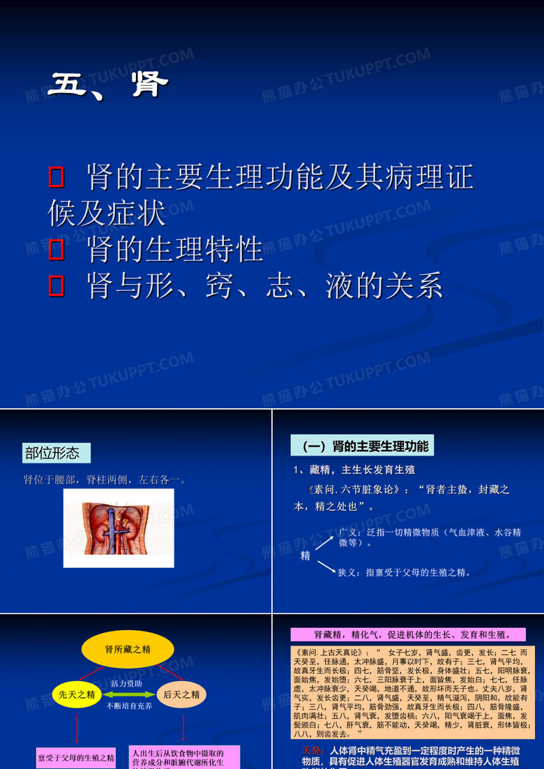 肾PPT模板下载 编号qvbrwrnx 熊猫办公