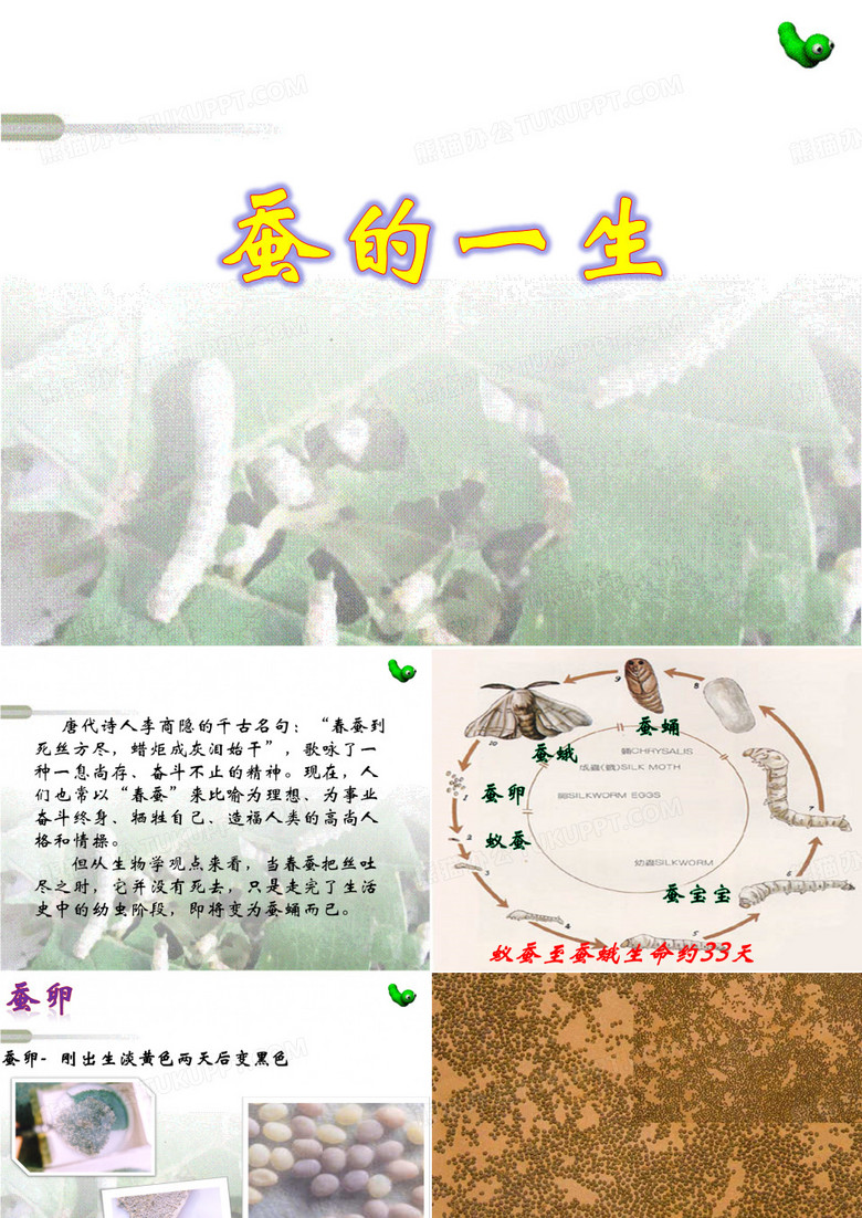 蚕的一生PPT模板下载 编号qvbwkawv 熊猫办公