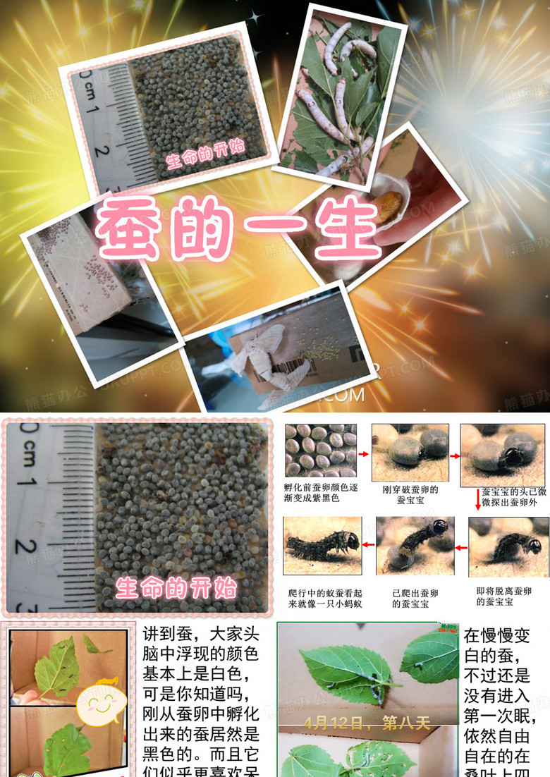 蚕的一生PPT模板下载 编号qyzwrgwp 熊猫办公