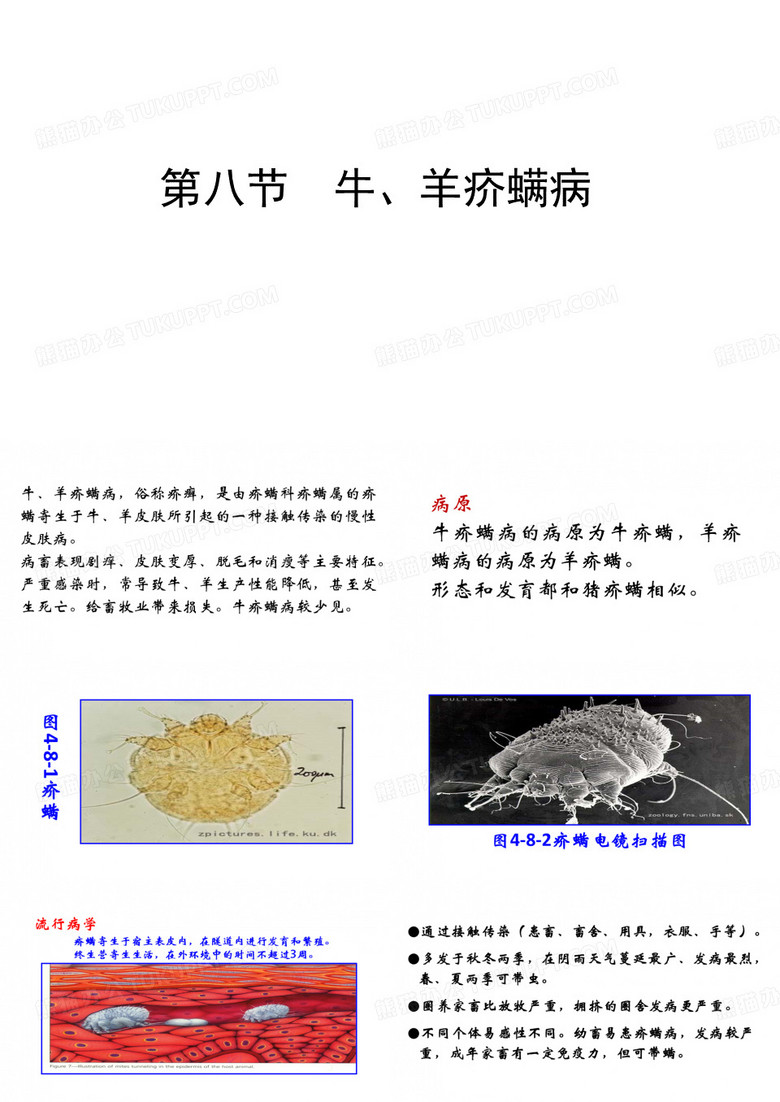 牛羊疥螨病PPT模板下载 编号qaxanrvr 熊猫办公