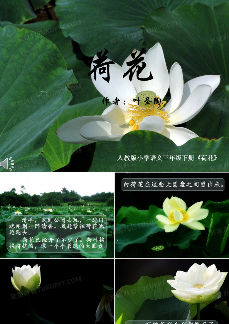荷花朗读PPT模板下载 编号lepnerdy 熊猫办公