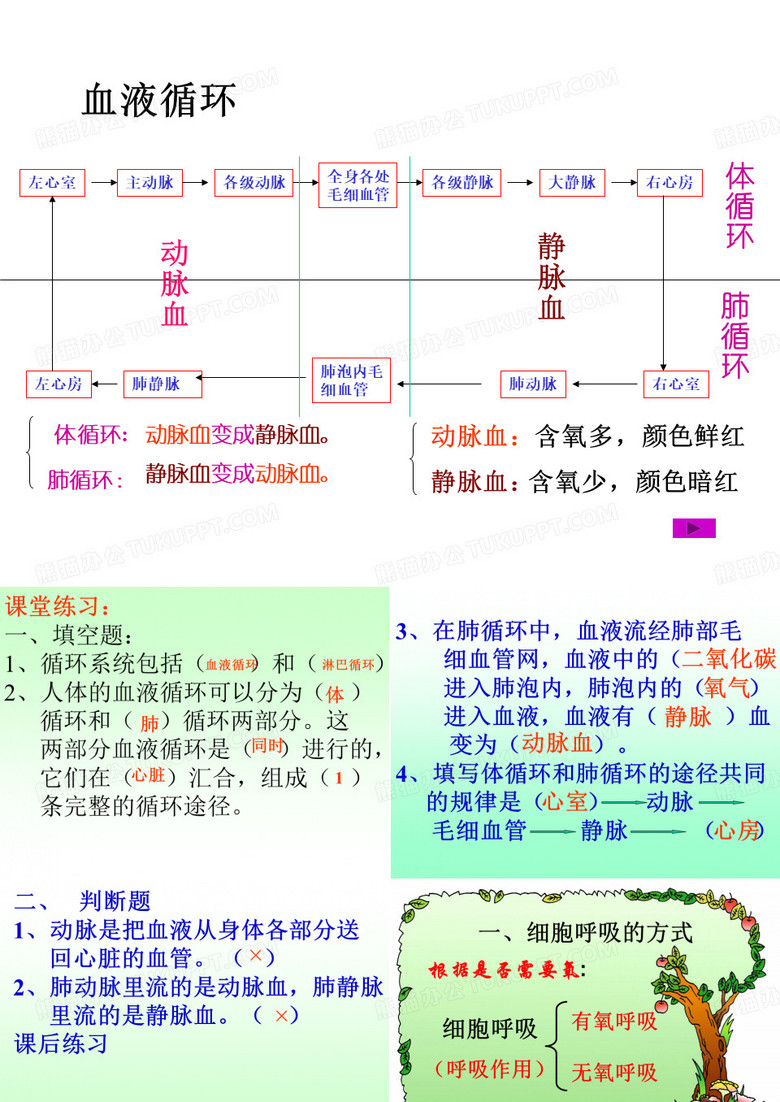 泌尿系统PPT模板下载 编号qppvxkom 熊猫办公