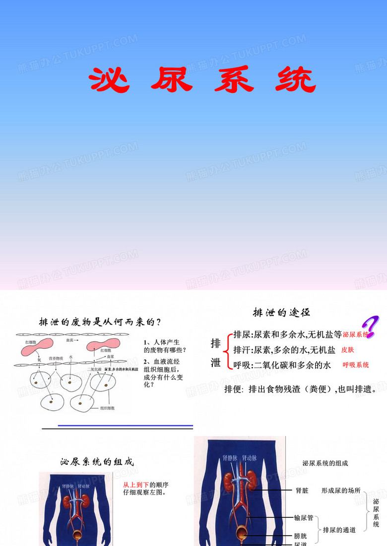 泌尿系统PPT模板下载 编号qgmwpyxz 熊猫办公