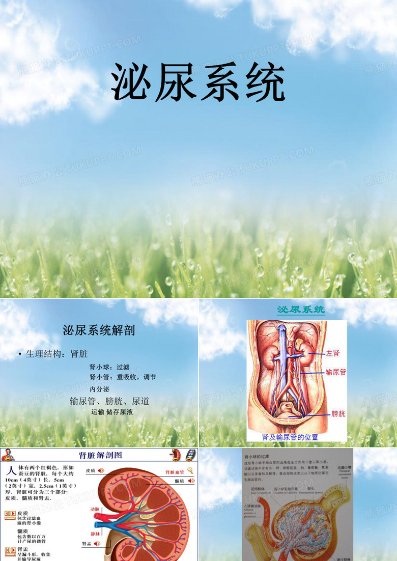泌尿系统PPT模板下载 编号lbkvxyop 熊猫办公