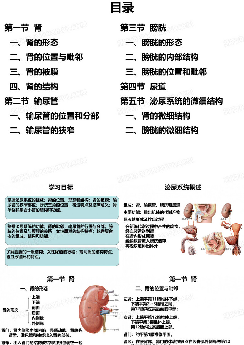 泌尿系统PPT模板下载 编号qdgeyjxd 熊猫办公