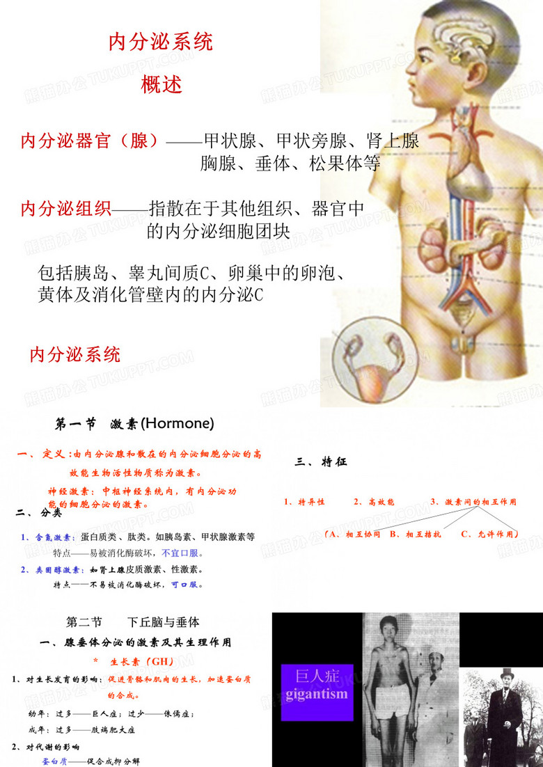 内分泌PPT模板下载 编号qwonoenk 熊猫办公