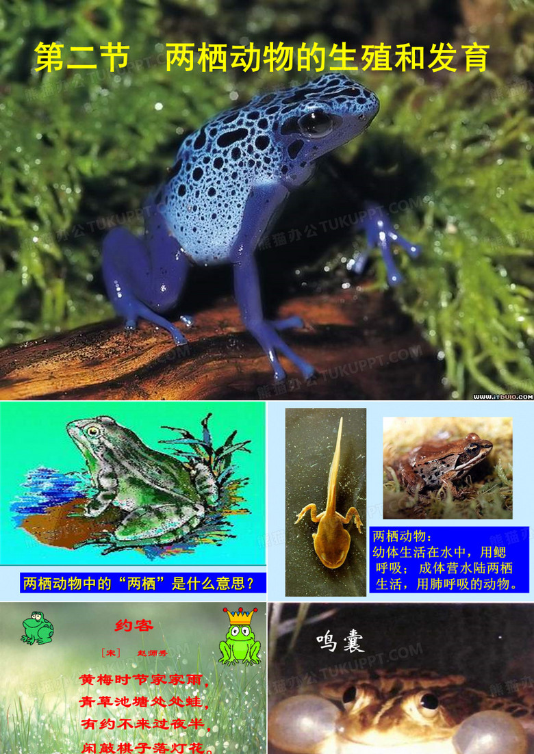 第二节两栖动物的生殖和发育PPT模板下载 编号lnzdnzwo 熊猫办公