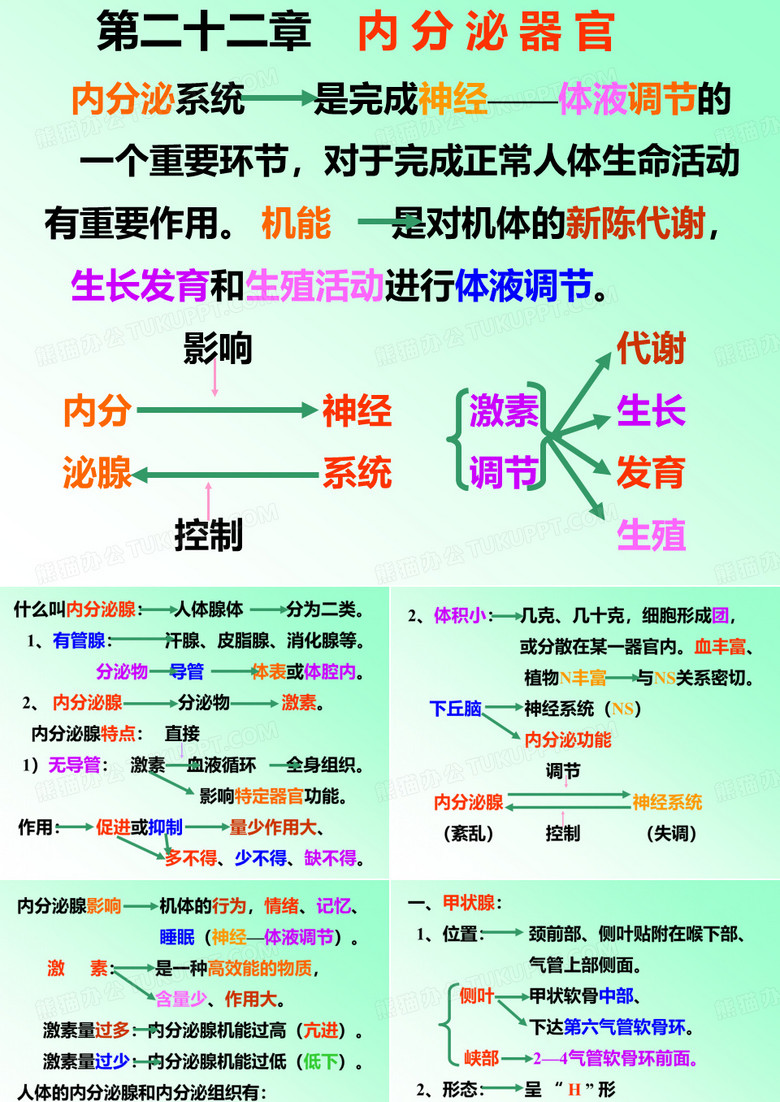 解剖学内分泌PPT模板下载 编号qdrozzmr 熊猫办公