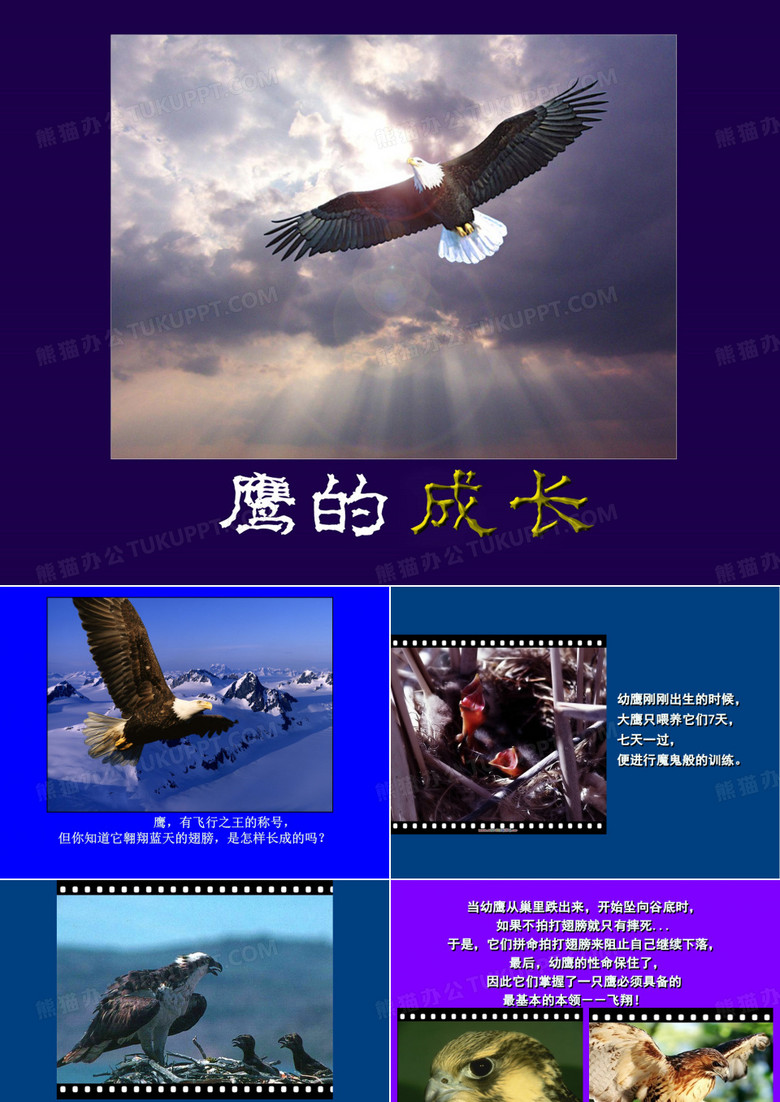 鹰的成长PPT模板下载 编号qozdageo 熊猫办公