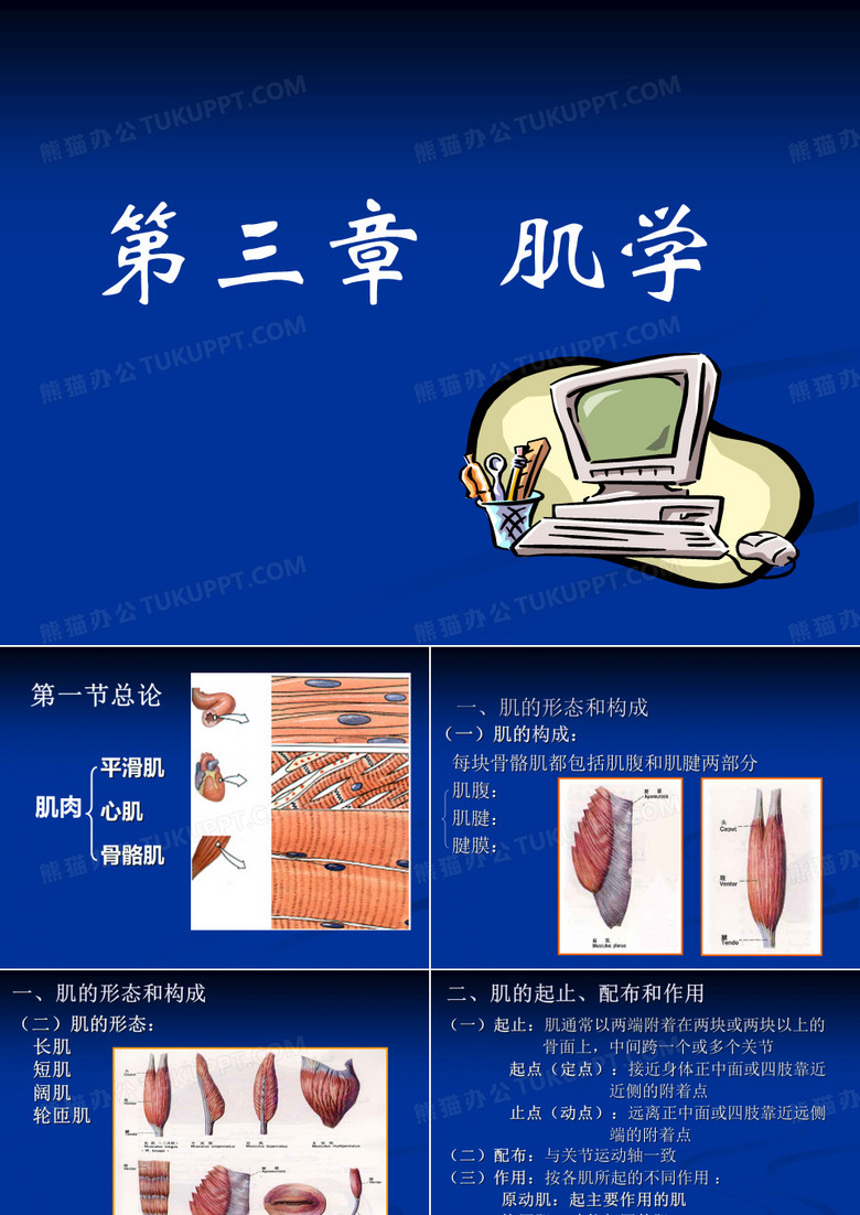 肌学PPT模板下载 编号qpdokdmk 熊猫办公