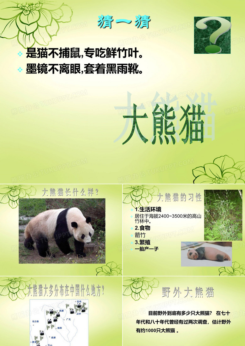 大熊猫简介PPT模板下载 编号qvekxdzv 熊猫办公