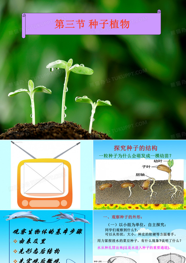 观察种子的结构PPT模板下载 编号qmkzekbx 熊猫办公