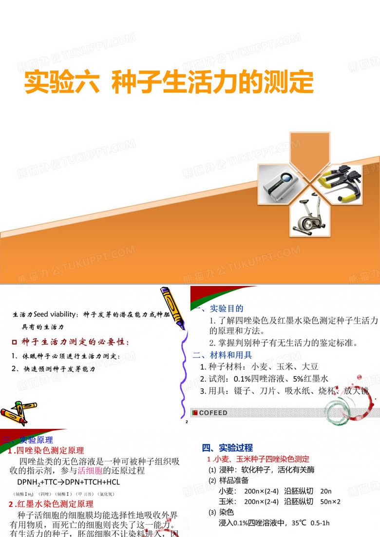 种子生活力的测定PPT模板下载 编号qekyekoy 熊猫办公