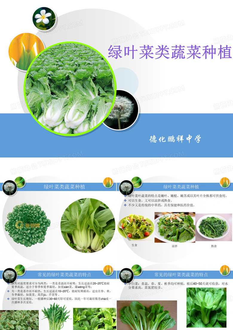 绿叶菜类蔬菜种植PPT模板下载 编号lekyejkd 熊猫办公