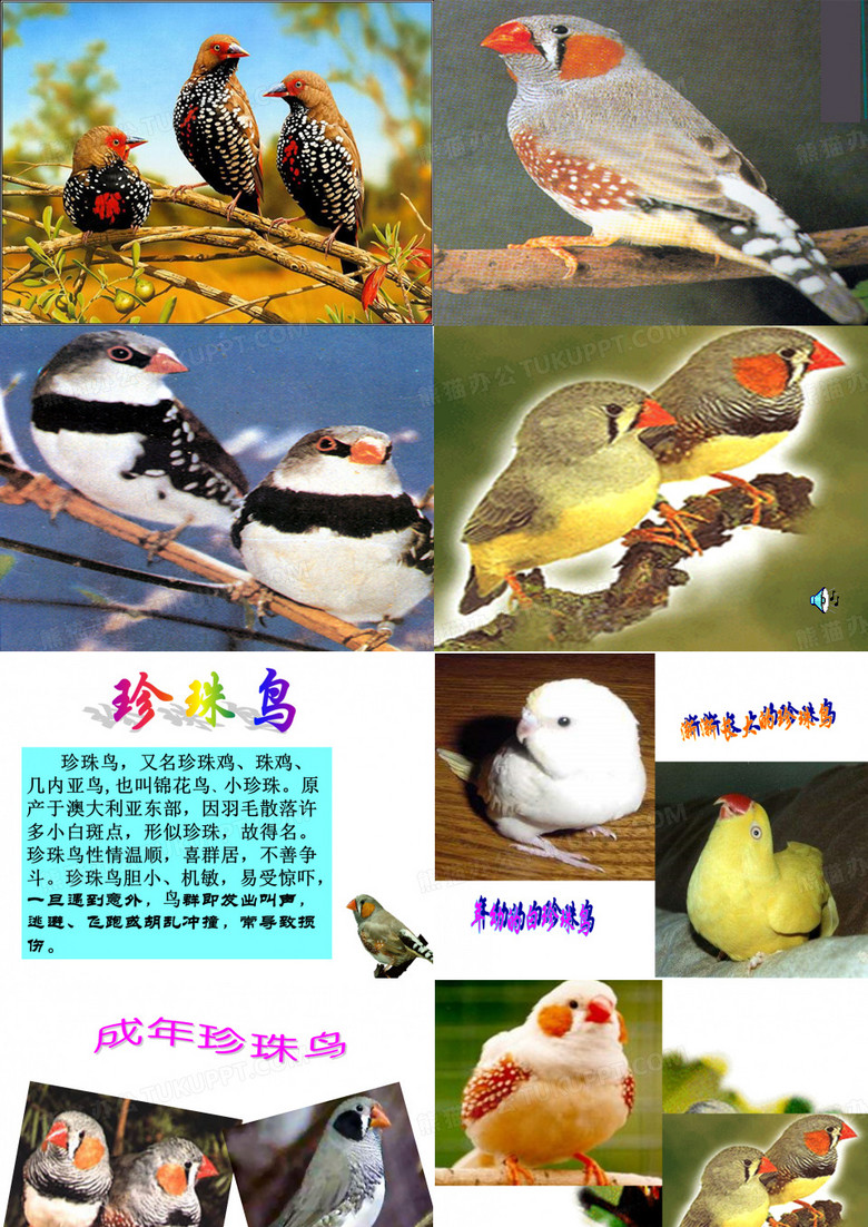 珍珠鸟PPT模板下载 编号qvgygkry 熊猫办公