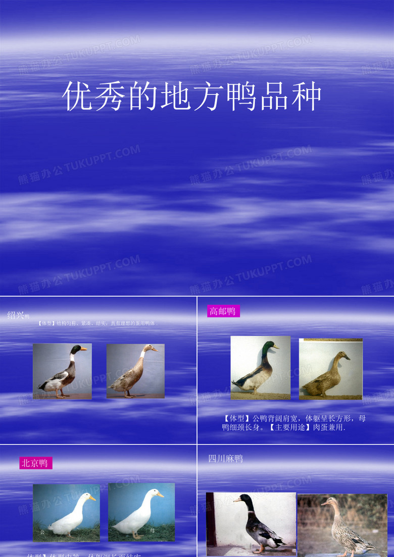 鸭鹅品种PPT模板下载 编号lmjbomvr 熊猫办公