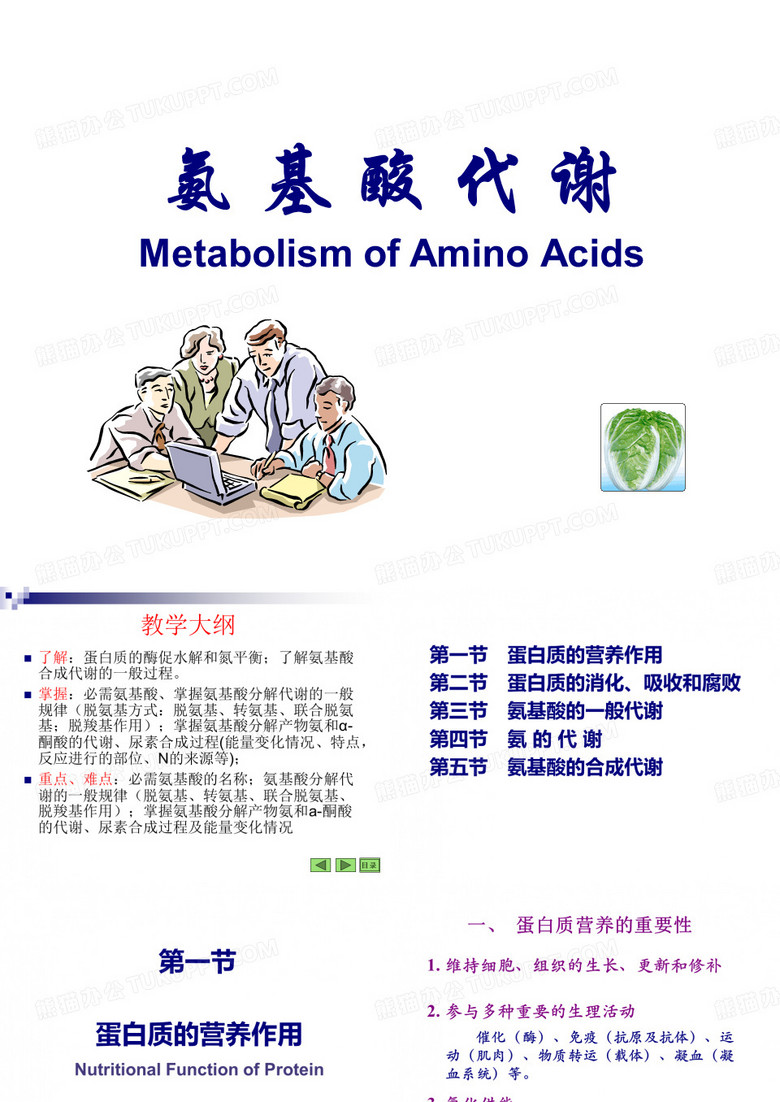 氨基酸代谢PPT模板下载 编号qgekdzgm 熊猫办公