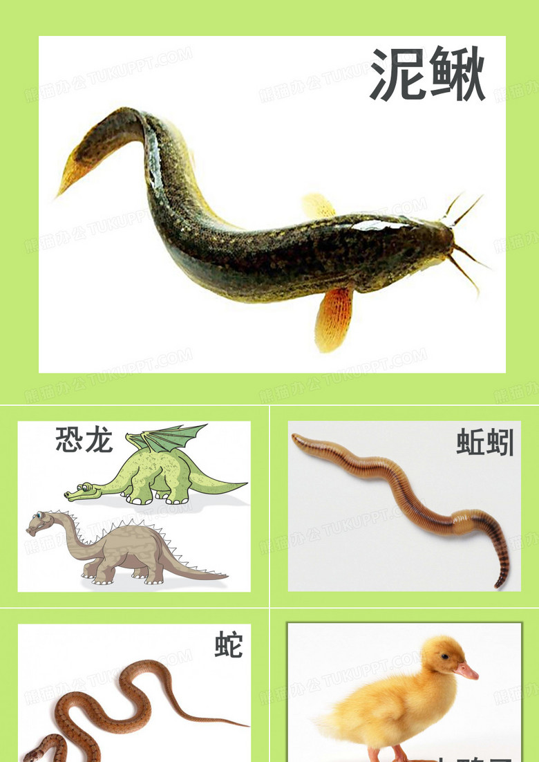 早教 认识动物PPT模板下载 编号qvxdkagg 熊猫办公