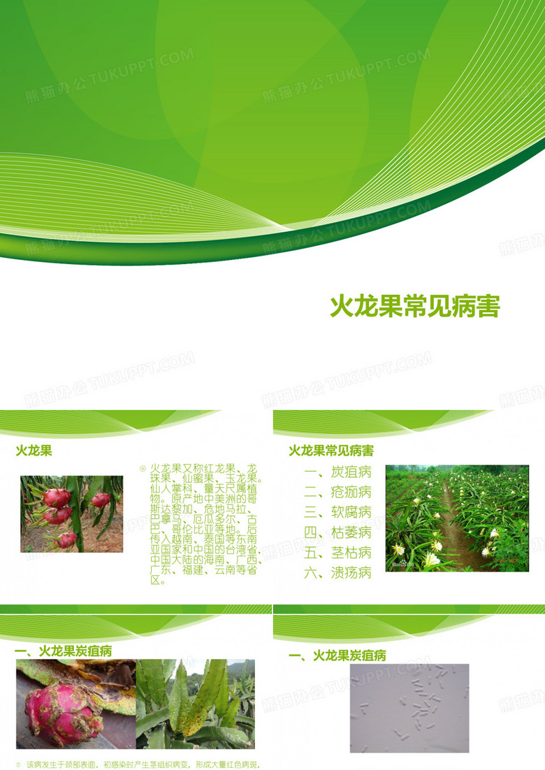 火龙果常见病害PPT模板下载 编号lkrpowrn 熊猫办公