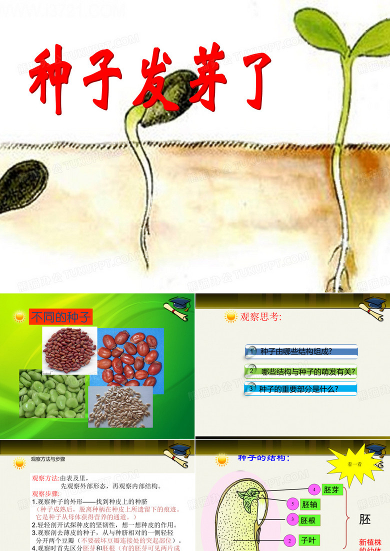 种子发芽了PPT模板下载 编号qrzkopwz 熊猫办公