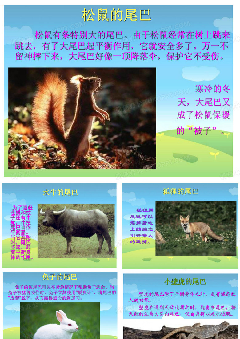小动物的尾巴PPT模板下载 编号ljakpvnr 熊猫办公