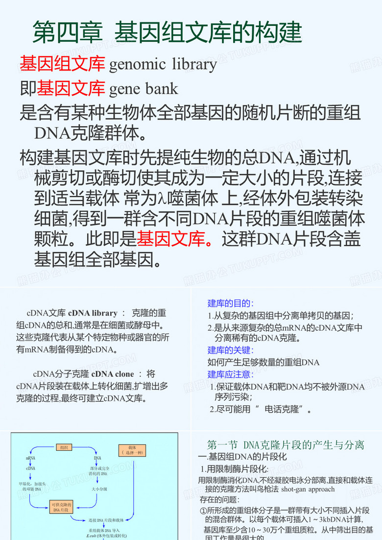 基因组文库构建PPT模板下载 编号qkgprxrd 熊猫办公