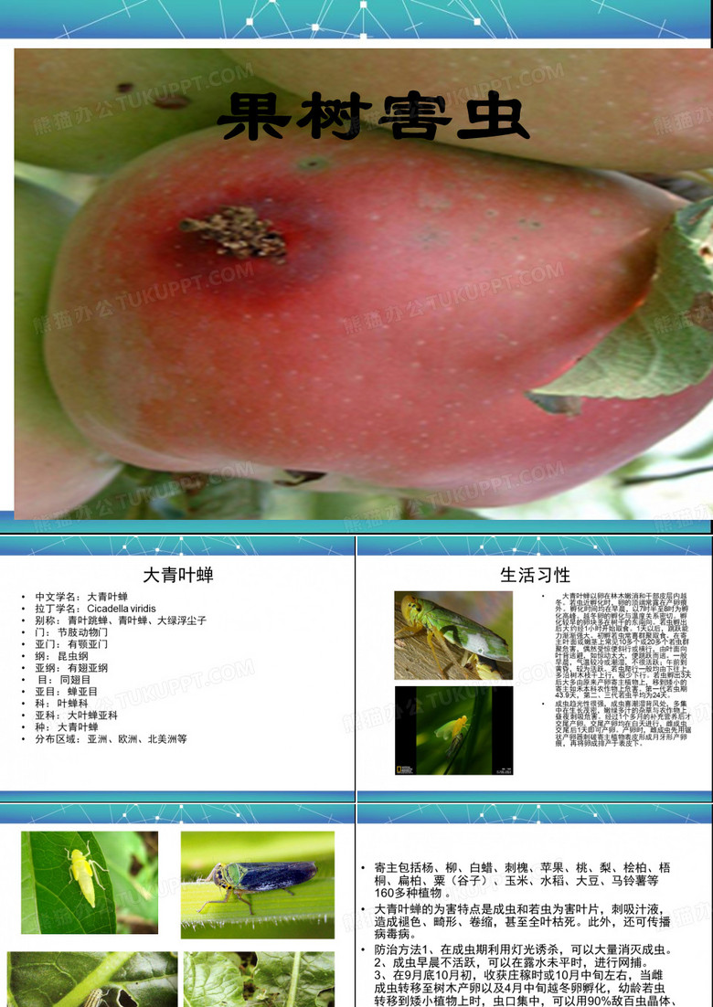 果树害虫PPT模板下载 编号lambxrex 熊猫办公