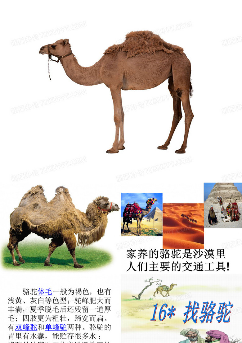 16找骆驼PPT模板下载 编号lvarnbbr 熊猫办公