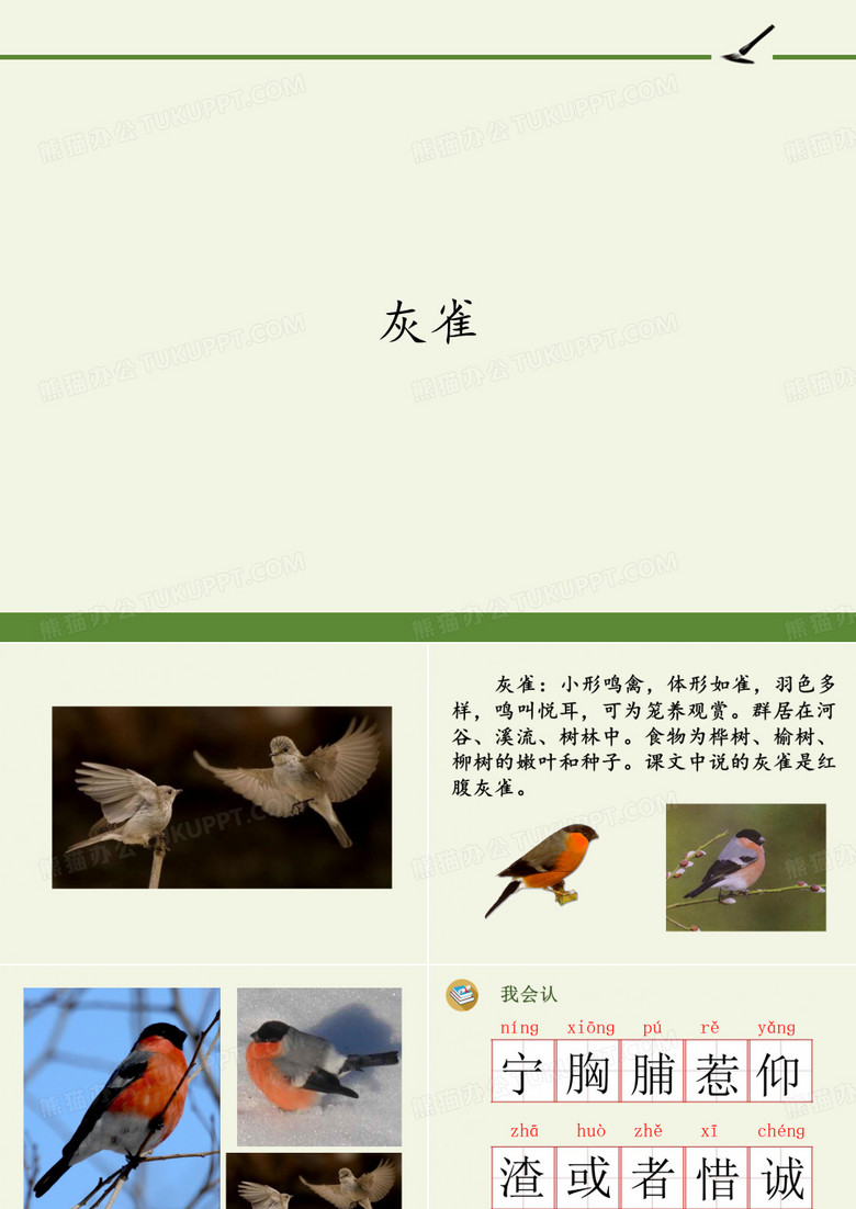 灰雀PPT模板下载 编号lkgzbxby 熊猫办公
