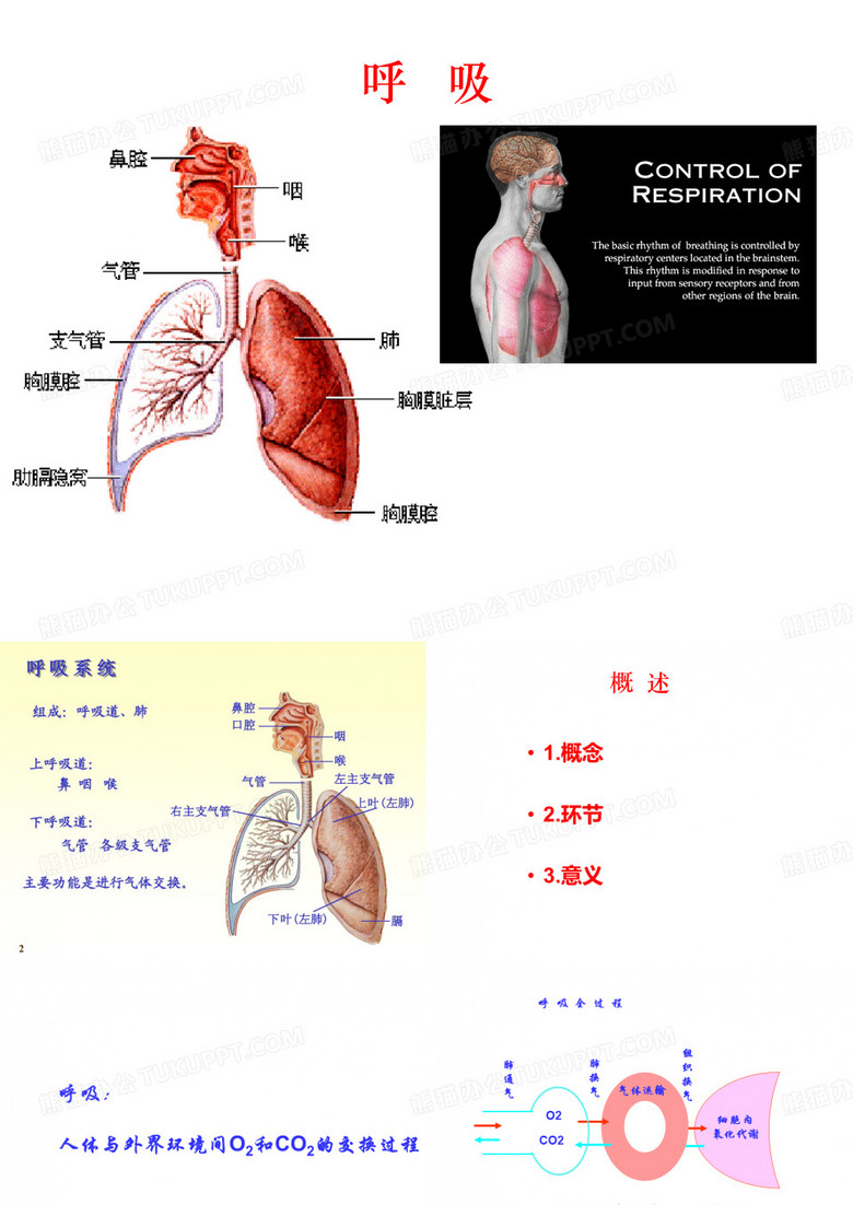 生理学课件 呼吸PPT模板下载 编号lddorrge 熊猫办公