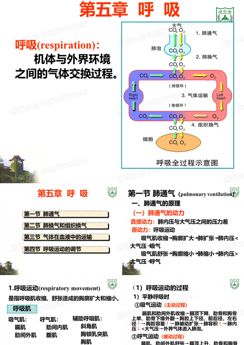 生理学课件 呼吸PPT模板下载 编号qzpgmmrk 熊猫办公